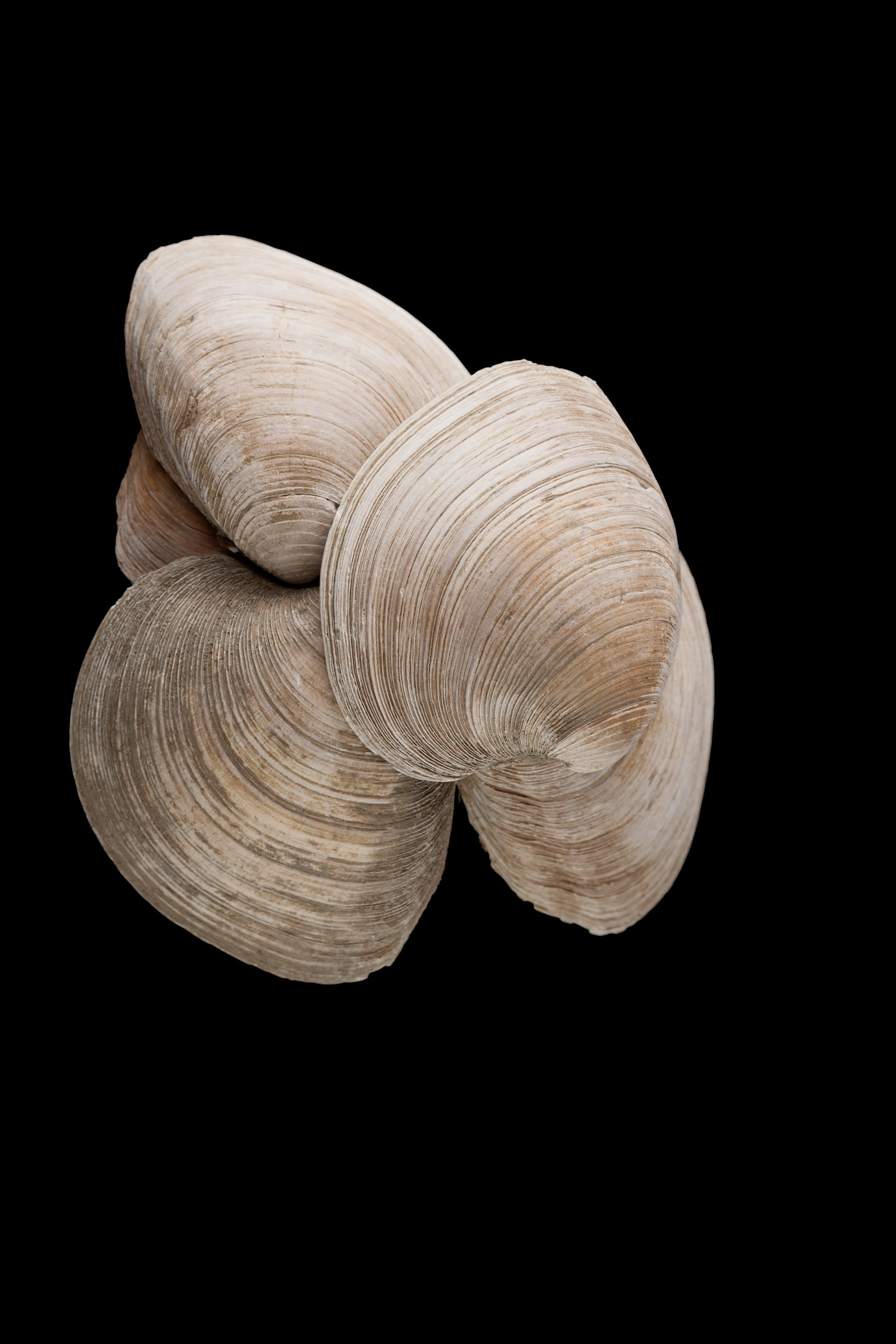 Shells sea ocean still life underwater 16 clam - STOCKIST PHOTO
