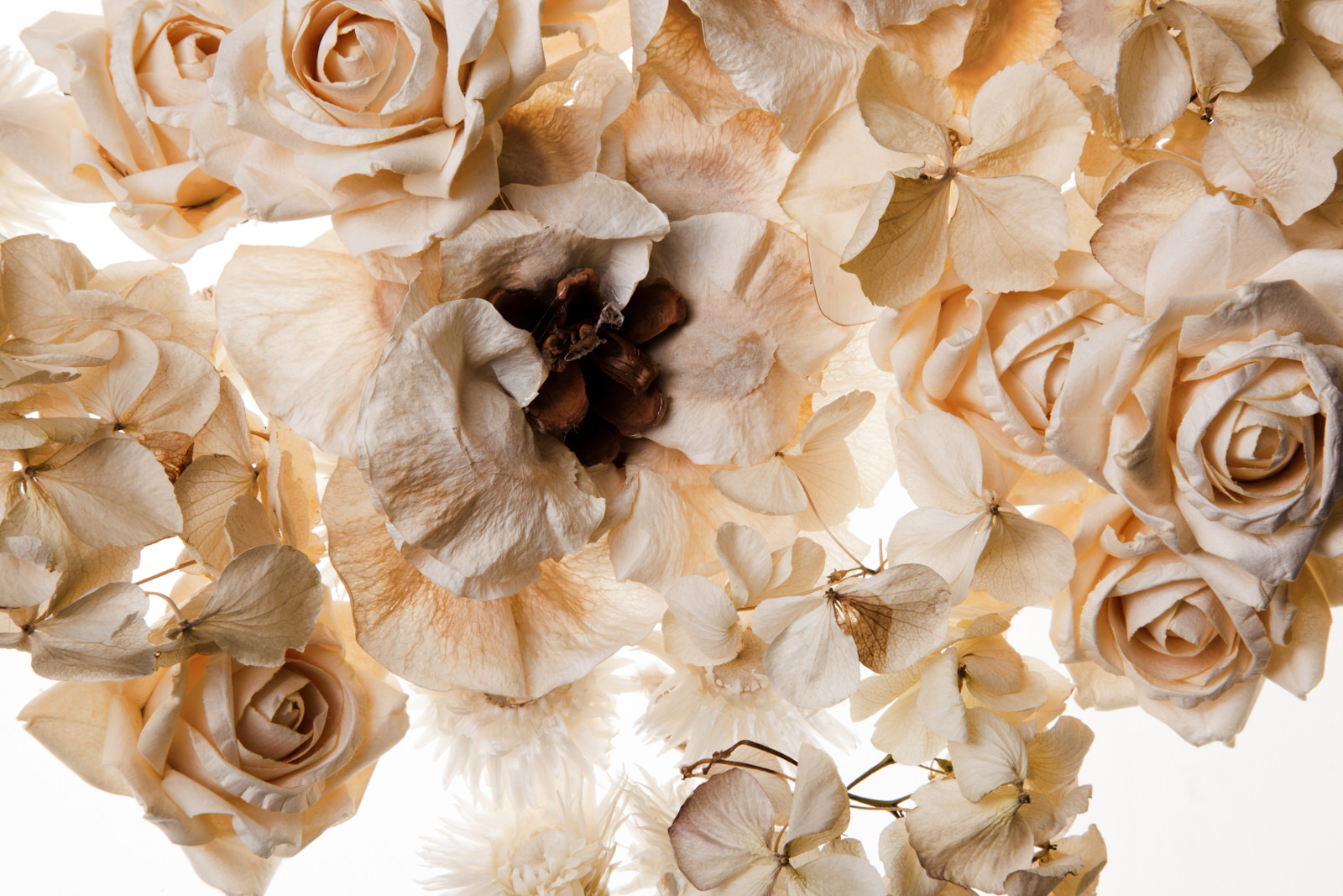 Dried Flower Yellow Aged Photo Background - STOCKIST PHOTO