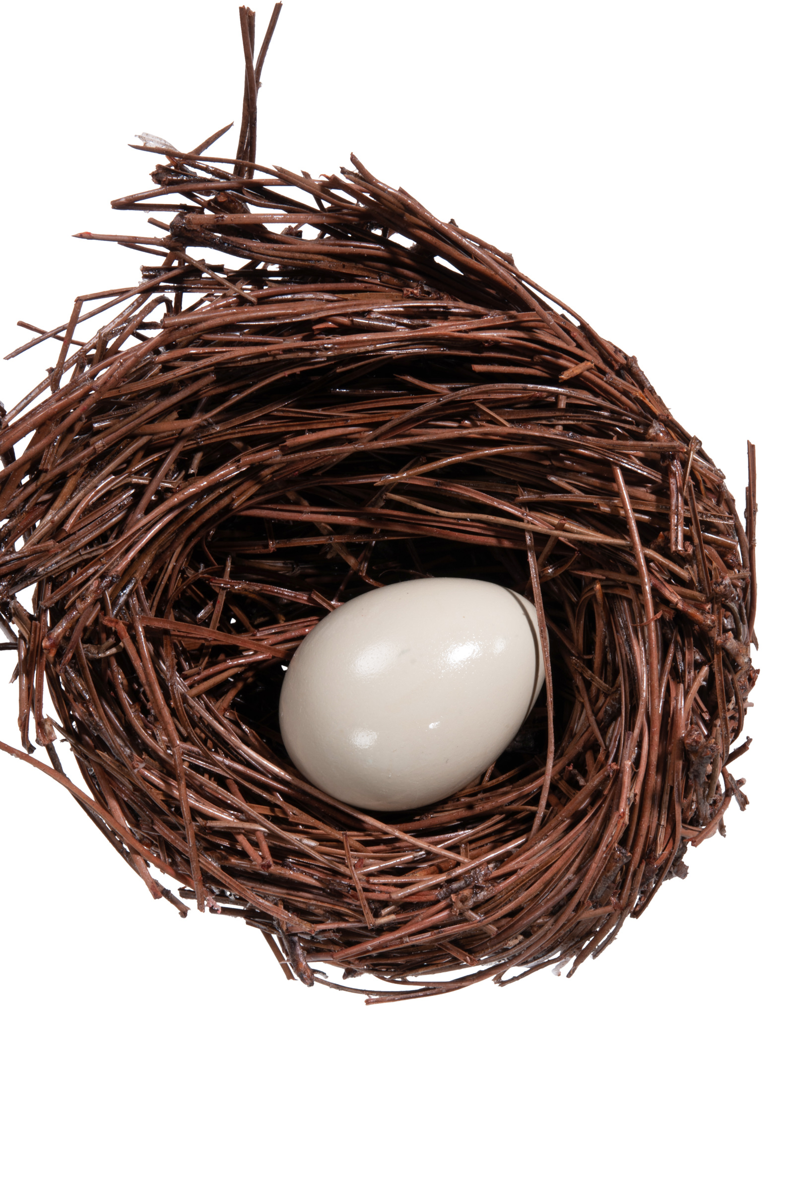 Egg Nest White Background Stock Photo Nature - STOCKIST PHOTO