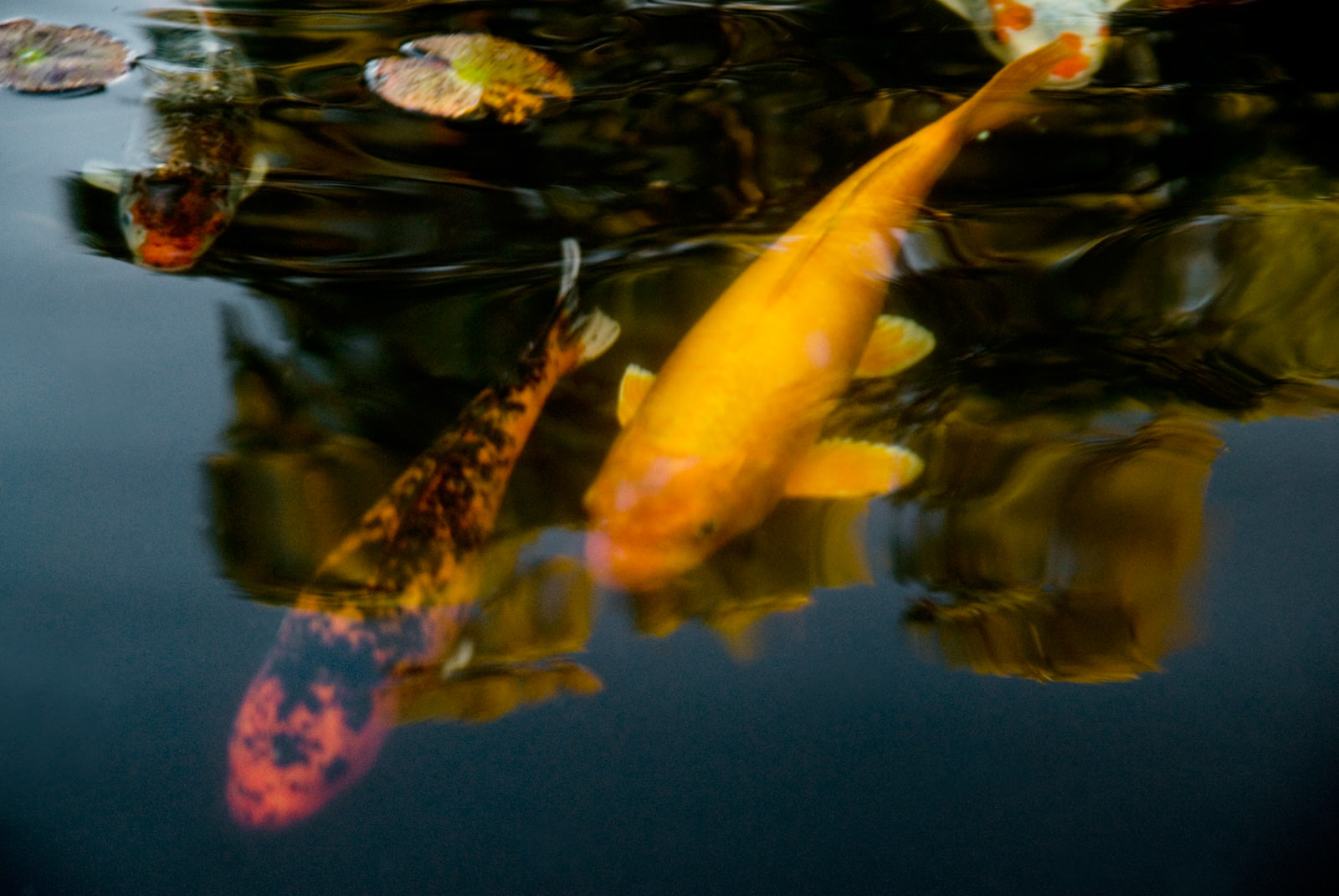 Koi Fish Pond Water Reflection Nature - STOCKIST PHOTO