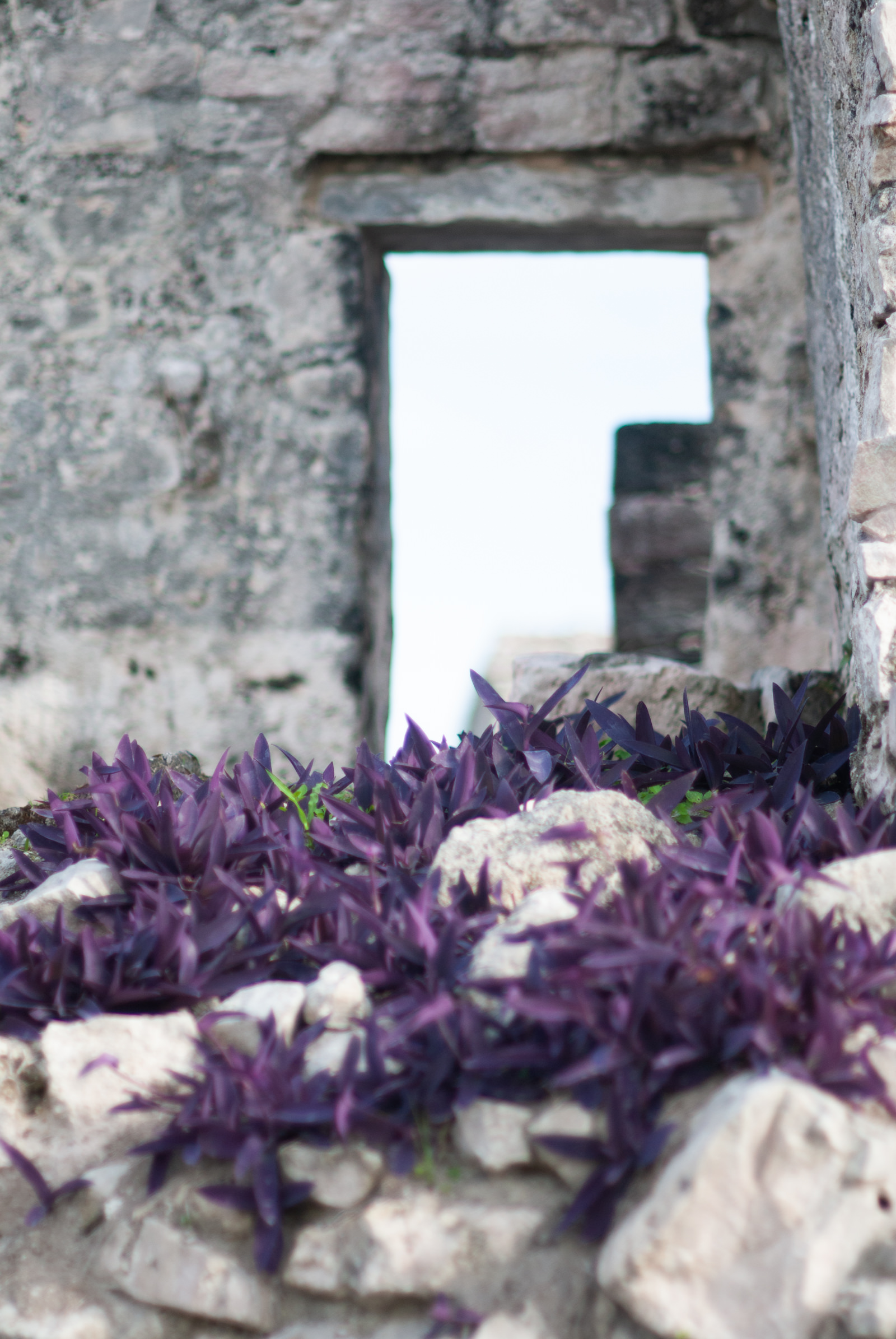 Mexico Aztec Temple Tourist Visit Purple Leaf Plant - STOCKIST PHOTO