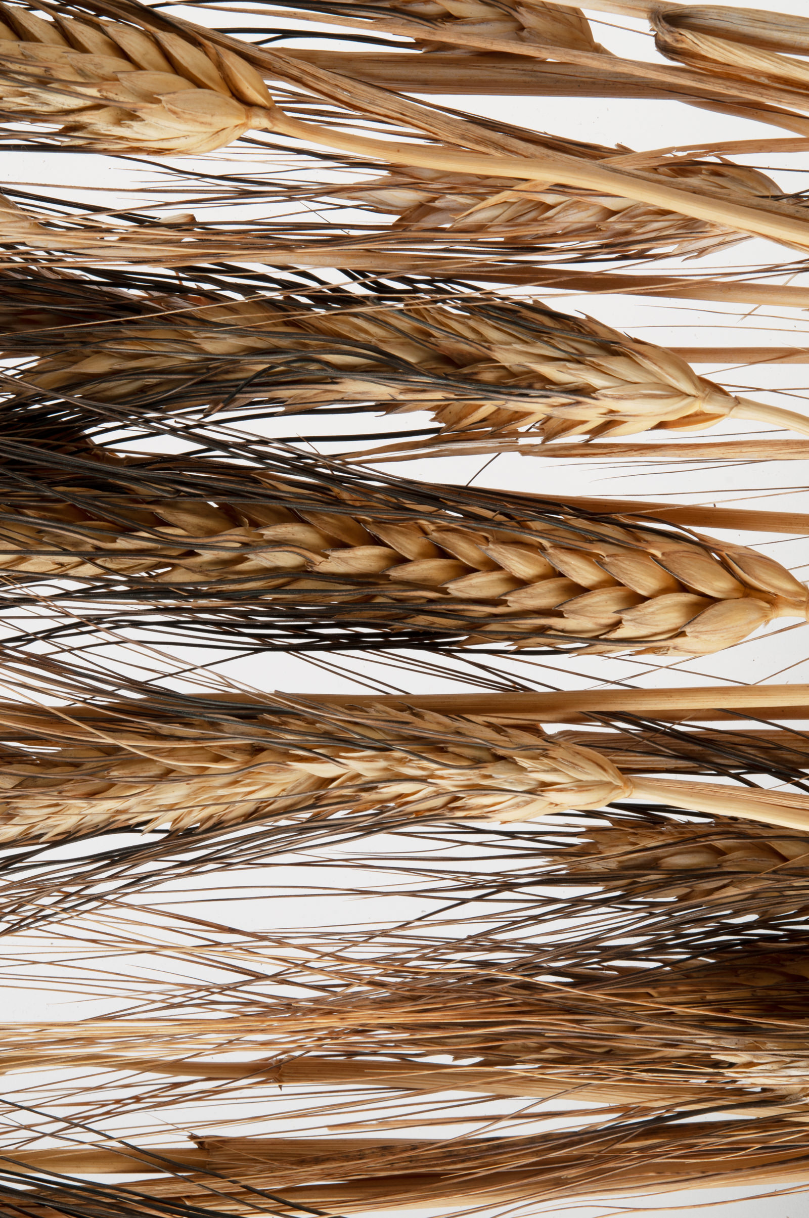Grasses Stalk Wheat white background - STOCKIST PHOTO