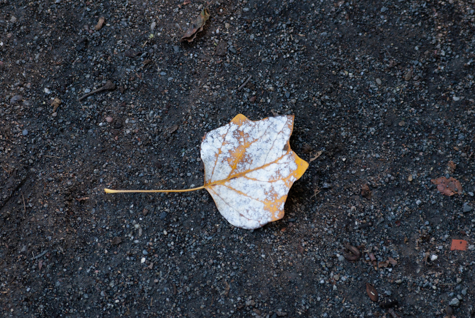 Ground black background leaf fall - STOCKIST PHOTO